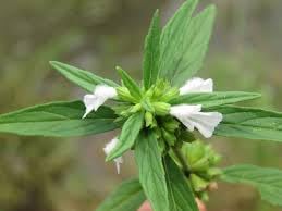 Gachwala Guma Plant/Gaisha Live Plant/Thumbai | Live Leucas aspera ...