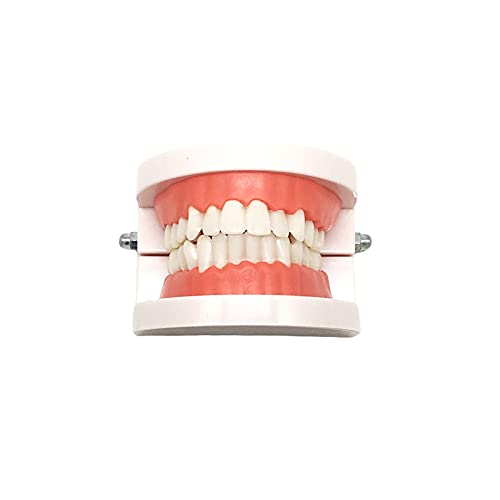 Standard Teeth Model, Adult Standard Typodont Demonstration Teeth Model ...