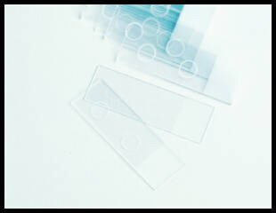 SP® Fluorescent Slide Two Rings with 15mm Diameter [ 1 Pack(s ...