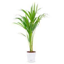Oxygen tree for home,home tree for oxygen,areca palm plant (Pack of 2 ...