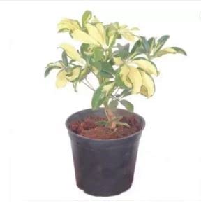 SS TRADING COMPANY Live Variegated Saplera Plant : Amazon.in: Garden ...