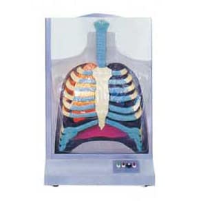 Buy Luminescence Electric Human Respiratory System Model Diagram Model ...
