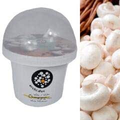 Mushroom Growing Kit - Champignon Or White Button Mushroom Grow Kit ...