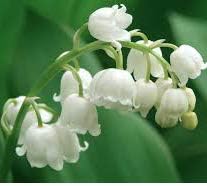 Amazon.com : (2) Lily of The Valley Pips, Roots, Tubers, Rhizomes ...