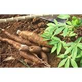 Ujjaiseeds Tapioca, Manihot Esculenta or Cassava Stem Cuttings for ...
