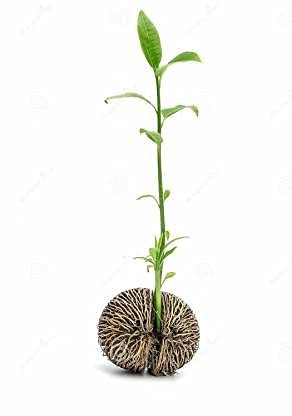 Green india Alstonia scholaris seeds - Devil's tree seeds - chatiyan ...