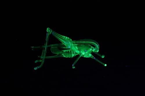 Glass Grasshopper Glass UV insects Sculpture Collectible Figurine ...