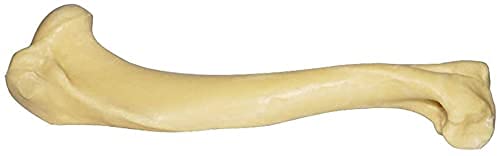 Anatomy Model Educational Dolls Dog Humerus Model Medical Anatomical ...