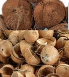 Natural Unpolished Raw Coconut Shell (Pack of 50) : Amazon.in: Home ...
