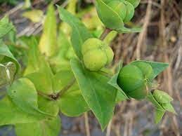 Amazon.com : Kechondra 100pcs Euphorbia lathyris Gopher Purge Flower ...