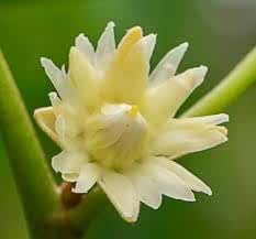 Spanish Cherry (Bakul Flower Plant) Mimosas Elengi Maulsari Bullet Wood ...