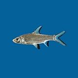 ・ブランド:ノーブランド品・製造元:なし・モデル:ｍsk00050・製造元/メーカー部品番号:ｍsk00050・シルバーシャーク（Balantiocheilos melanopterus）｜販売形態：生体（5cm±）｜サイズ：成魚で約30～...