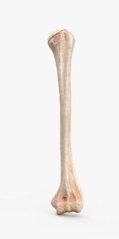 Humerus: Precision 3D Printed Bone Model for Educational Insight ...