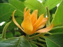 Linaa Golden Champaca, Swarna Champa (Michelia Champaca) Magnolia ...