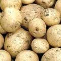 Seed Potato Swift 1Kg. : Amazon.co.uk: Garden