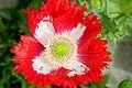 Amazon.com : 500 Danish Flag Poppy (Queens Poppy) Papaver Somniferum ...