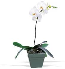 Amazon.com : Teleflora Phalaenopsis Orchid Plant : Live Indoor Plants ...