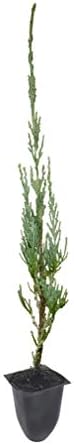 Amazon.com : Skyrocket Juniper | 5 Live Trees | Juniperus Scopulorum ...