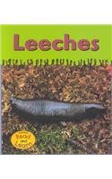 Leeches (Ooey-gooey Animals): Schaefer, Lola M.: 9781588107152: Amazon ...