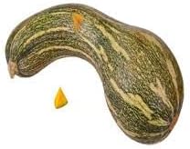 Amazon.com : Calabaza criolla, Cuban, Puerto Rico and Caribbean ...