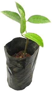 PlantaZee Hybrid Rare Dwarf Dalchini Plant - True Cinnamon Tree ...