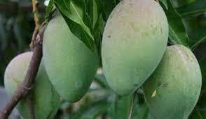 Green Garden Shop All Time Mango Katimon Mango Live Plant Grafted ...