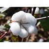 Kapas cotton seeds,100% germination (210 seeds) : Amazon.in: Garden ...
