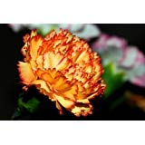 Carnation plant - How to grow & care