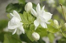 Uniquetree Bel Ful Live Plant (Indian Variety Healthy Rare Plant With ...