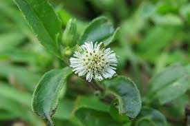 Plantazee Greenwise Bhringraj (White) | Eclipta Alba | Bhangra | False ...