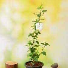 White gudhal plant (Pack of 1) : Amazon.in: Garden & Outdoors