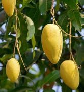 All time "KATIMON" mango plant Bramasi Thailand mango plant(All Season ...