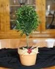 Amazon.com : Fresh Live Topiary Plant, Item 575G, Euonymus Live Ball ...