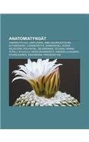 Amazon.co.jp: Anatomiatyngat: Ihmisen Pituus, Umpilisake ...