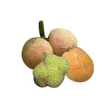Urancia® Loka Lakoocha Seeds Monkey Jack fruit Artocarpus gomezianus ...