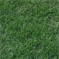 Amazon.com : Blackjack Bermuda Grass Seed - 10 LBS : Grass Plants ...