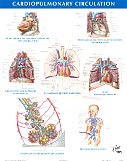Cardiopulmonary Circulation Chart (Netter Charts): Netter MD, Frank H ...