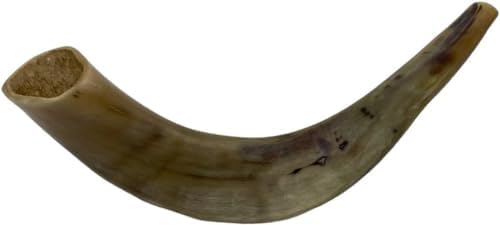 Amazon.com: Authentic & Kosher Polished Ram's Horn Shofar from Israel ...