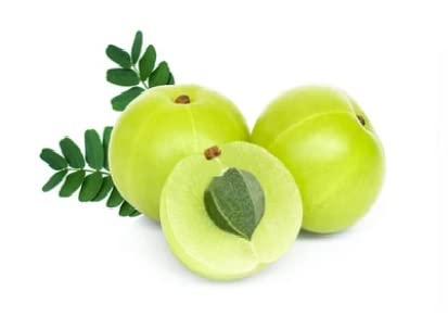 Oxiflora "Bhumi Amla "Grafted hybrid - 1 Healthy Live Super Yielding ...