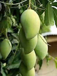 BLOOM & GROW Grafted Sweet Mango Healthy Live Plant (Mango Pedda Rasalu ...