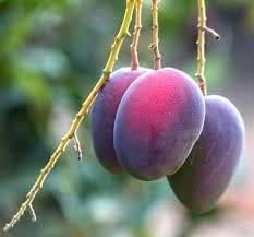 KASTURI Hybrid Grafted Mango Live Plant for Home Garden Pack of ...