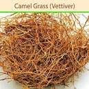 KHAS ROOT/KHAS/USHIR/VETIVERIA ZIZANIOICLES 100 GM : Amazon.in: Beauty