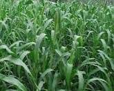 Multicut Fodder Bajra seeds for green fodder production (450 gm ...