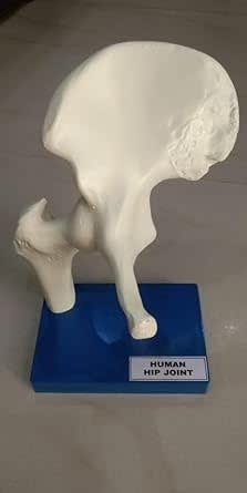 Human Hip Joint Anatomy Bone Model : Amazon.in: Industrial & Scientific