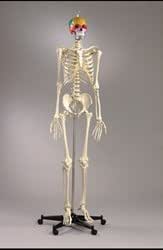 Amazon.com: Premier Academic Skeleton Model, 18-piece Colored Skull ...