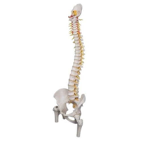 SHRASHTI PHYSIO DEVICE Life Size Flexible Spinal Column with Femur ...