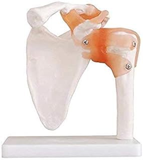 E-MEDI - Human Shoulder Joint Model with Ligaments For Best Teaching ...