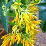 ND PLANT BAZAR Yellow Hasnuhana flower plant : Amazon.in: Garden & Outdoors