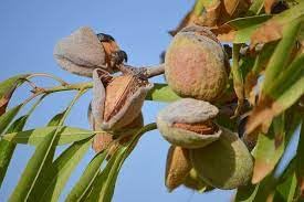 Nature Seeds Premium Badam Tree Seeds Fresh and Ready to Plant Your ...