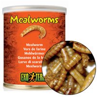 Amazon.com: Exo Terra Mealworms - EXO TERRA MEALWORMS 2.4 OZ. : Pet ...